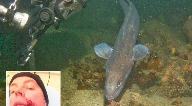 Conger eel, attack, diver, Jimmy Griffin, Galway, Killary, bite Archives - » Galway News